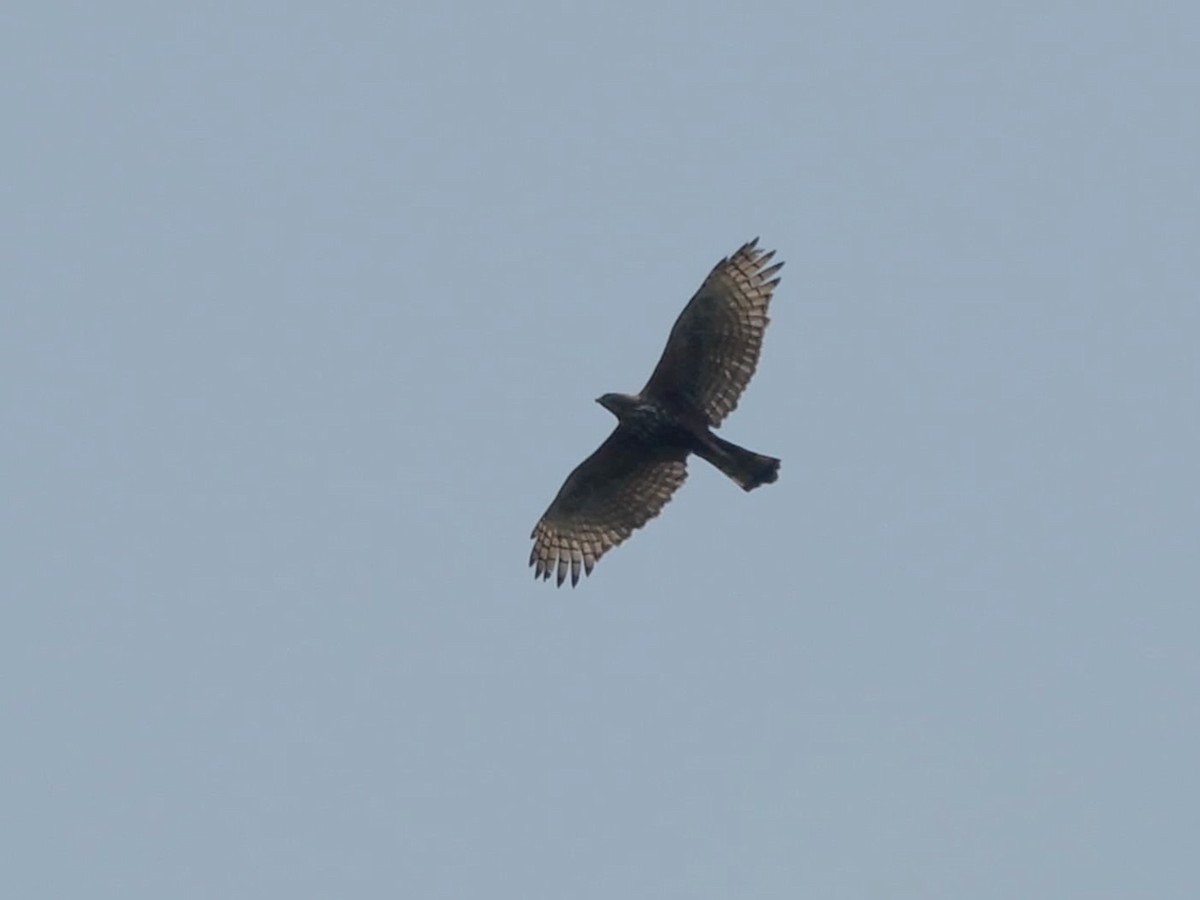 eBird Checklist - 15 Apr 2025 - Shri Siddhanath Temple, Borim - 3 species