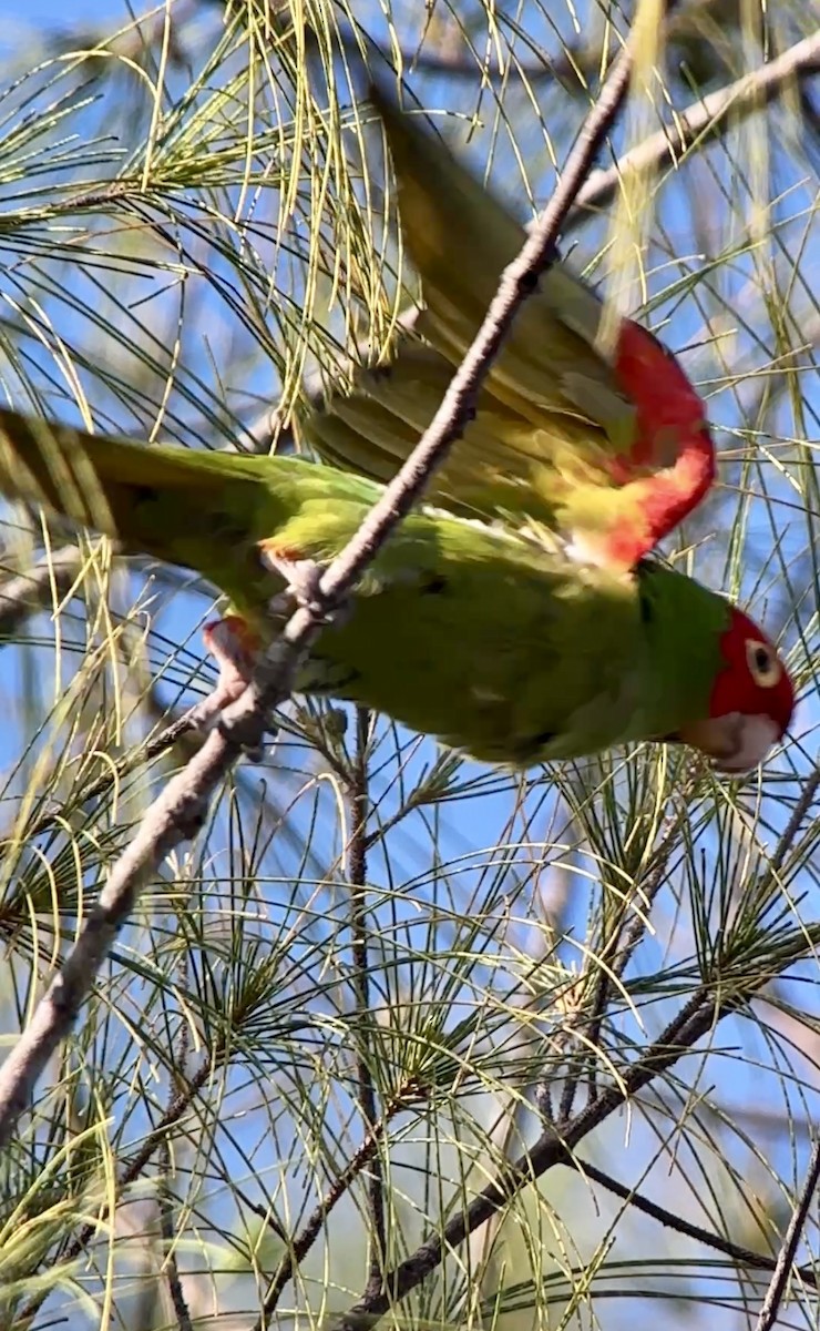ML633856926 - Red-masked Parakeet - Macaulay Library