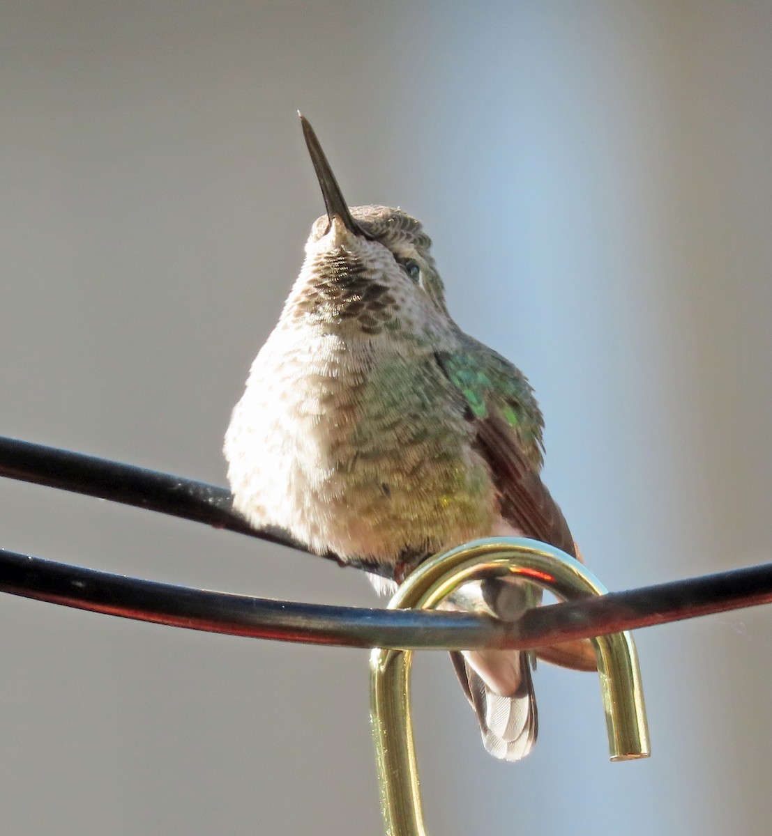 eBird Checklist - 16 Apr 2025 - Dallas Retirement Village - 6 species