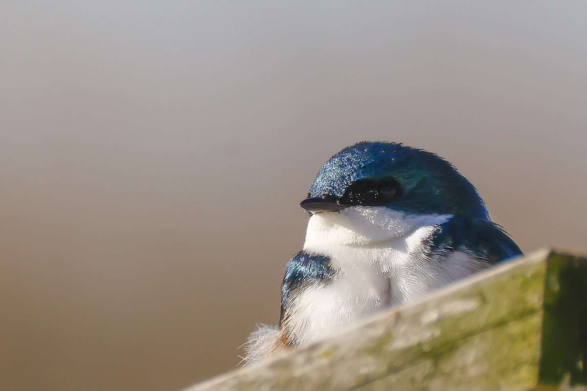 eBird Checklist - 16 Apr 2025 - Lye Creek Prairie Burn, aka The Burn ...