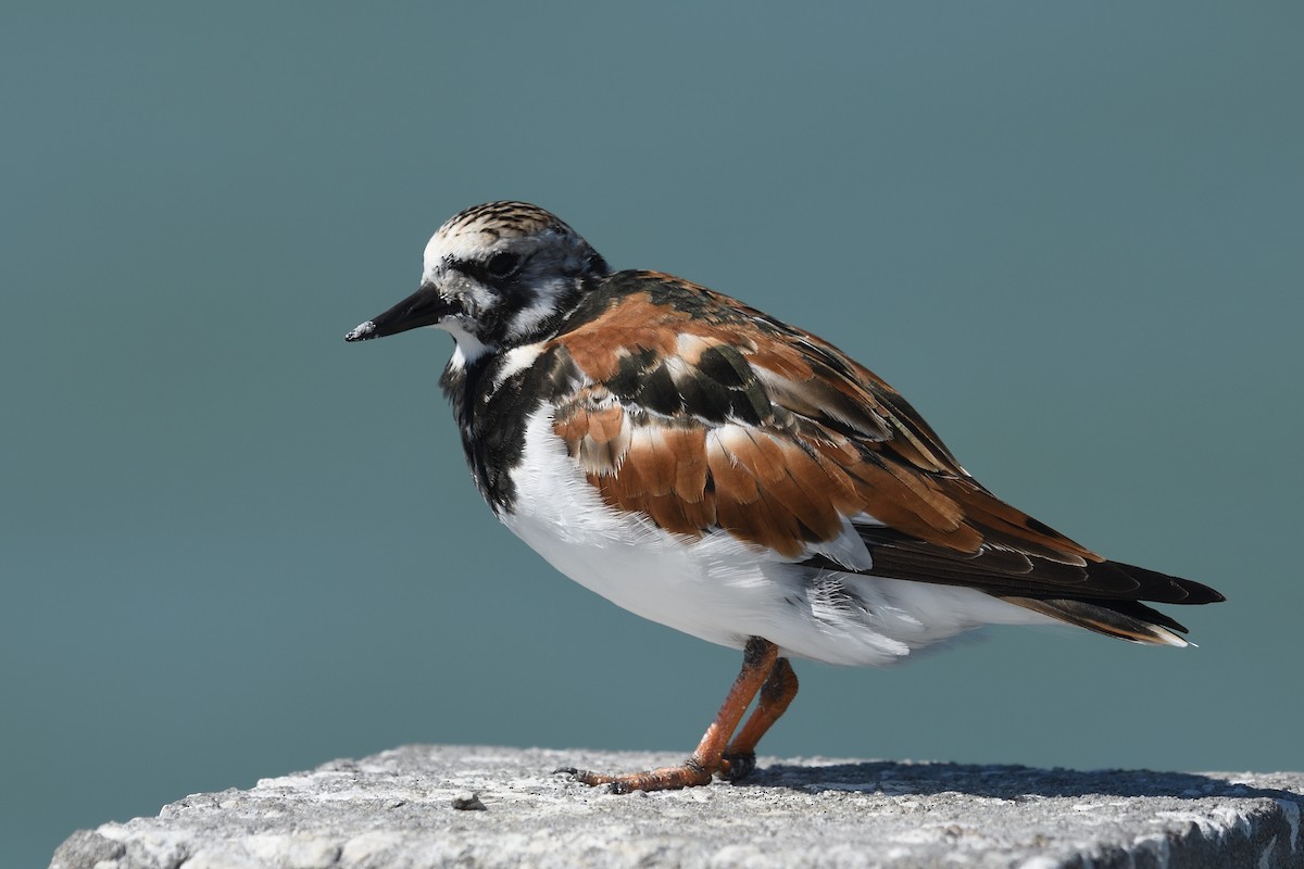 ML633860954 - Ruddy Turnstone - Macaulay Library