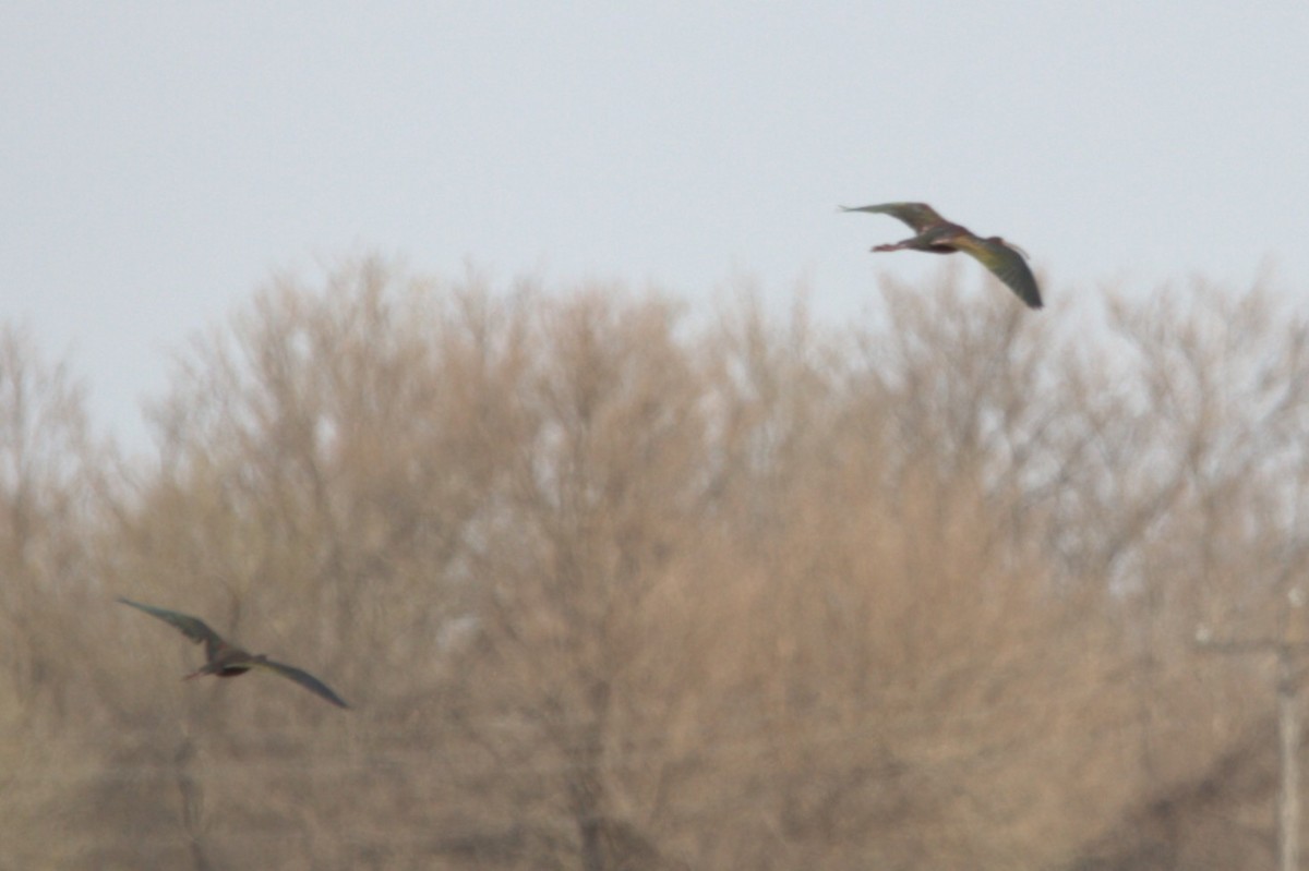 eBird Checklist - 16 Apr 2025 - Hendrickson Marsh WMA (Story Co.) - 23 ...