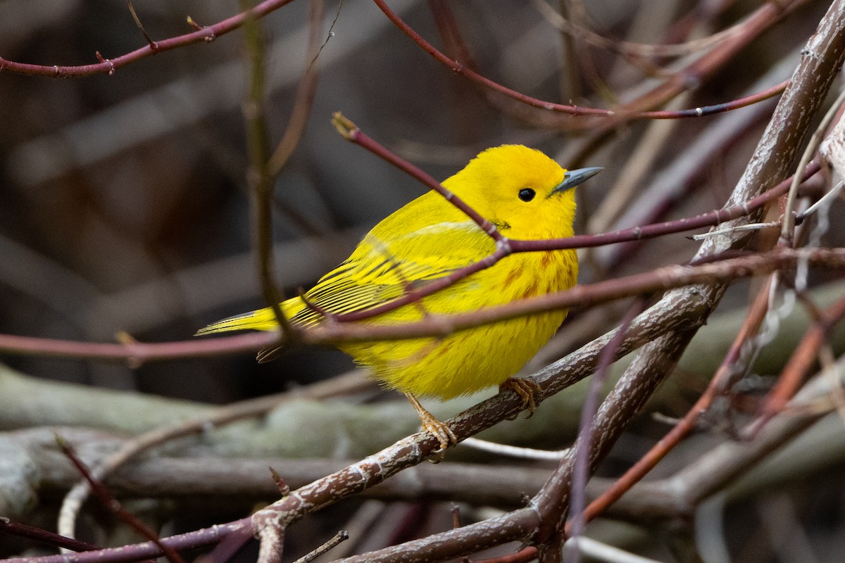 ML633862970 - Northern Yellow Warbler - Macaulay Library