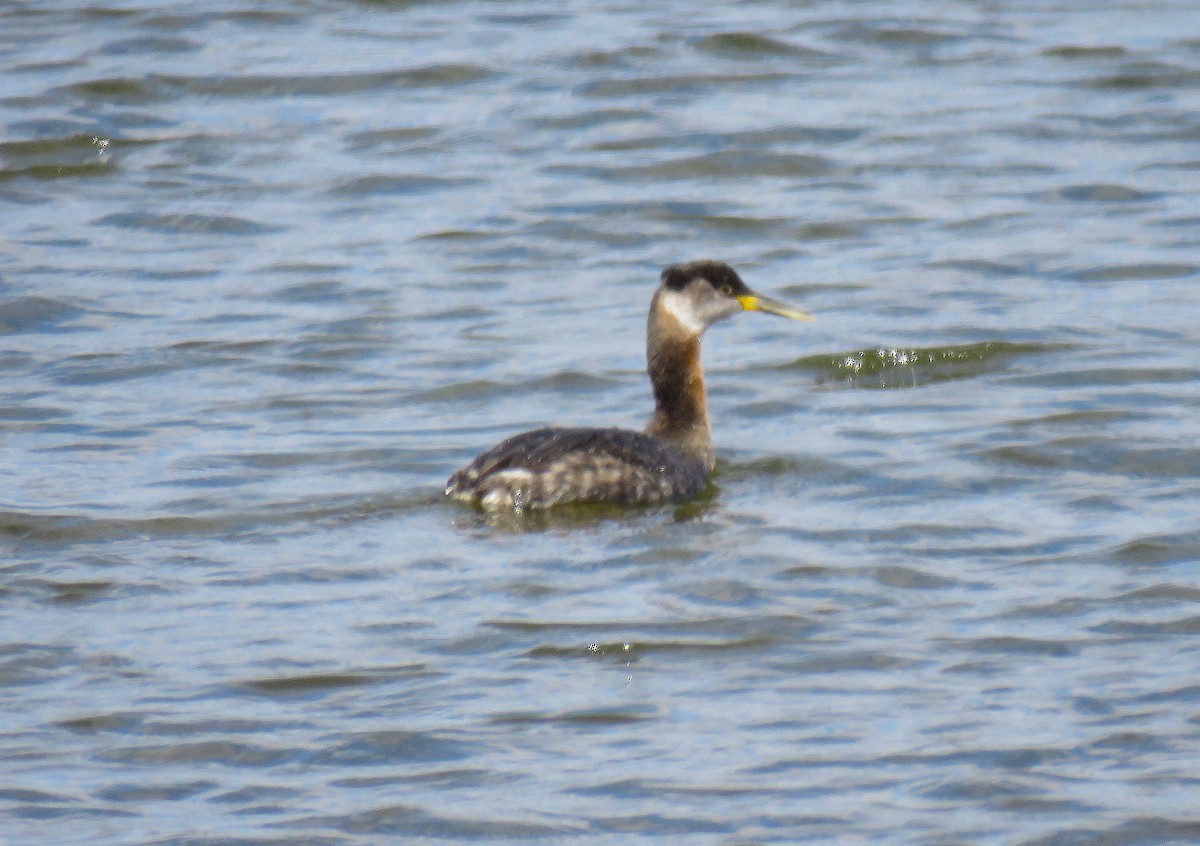 eBird Checklist - 1 Apr 2025 - Lake wilhelm - 6 species