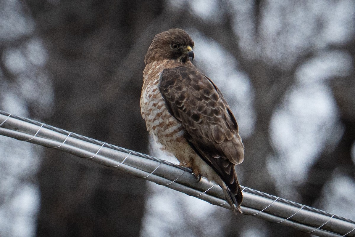 eBird Checklist - 16 Apr 2025 - 65 Sliker Road, Glen Gardner, New ...