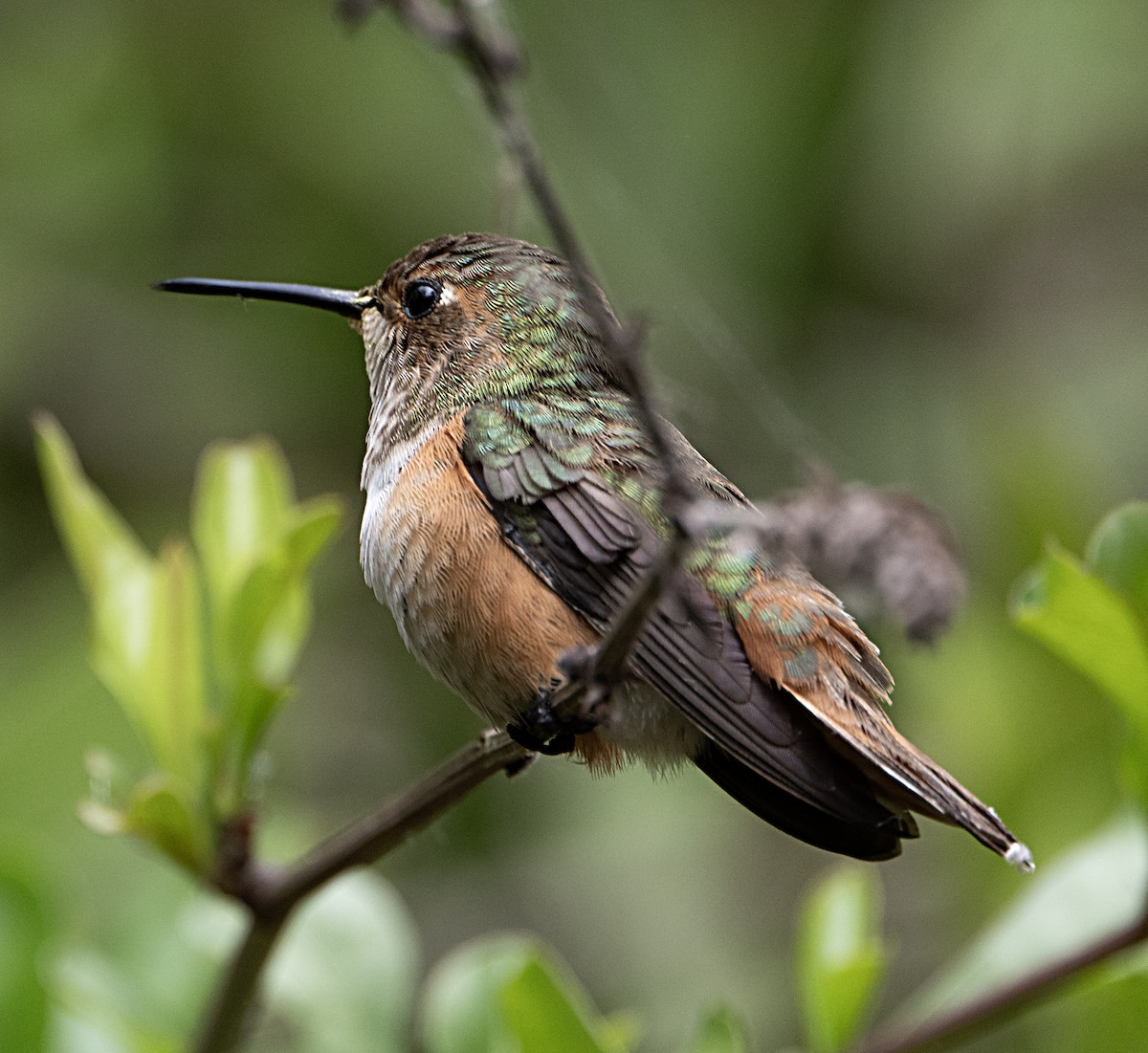 ML633870019 - Allen's Hummingbird - Macaulay Library
