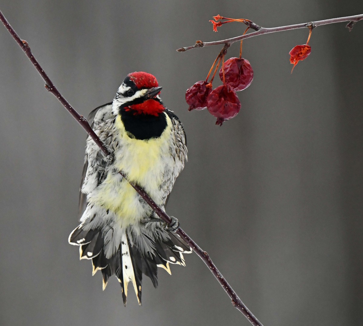 eBird Checklist - 16 Apr 2025 - Lac Blouin - 10 species