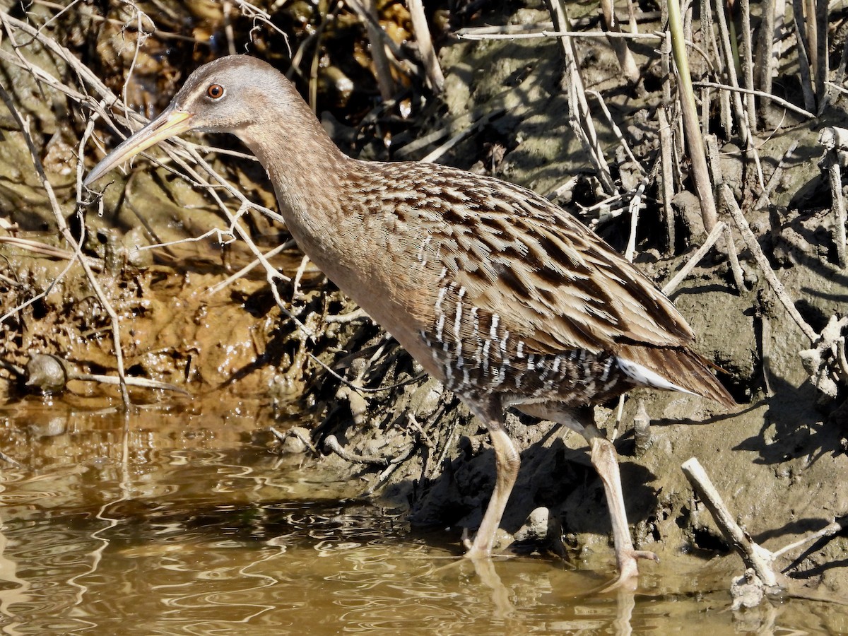 ML633877312 - Clapper Rail - Macaulay Library