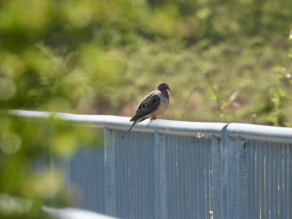 eBird Checklist - 16 Apr 2025 - Port Susan Bay TNC reserve (restricted ...