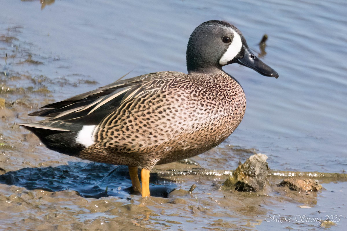 eBird Checklist - 15 Apr 2025 - Hagerman NWR - 66 species
