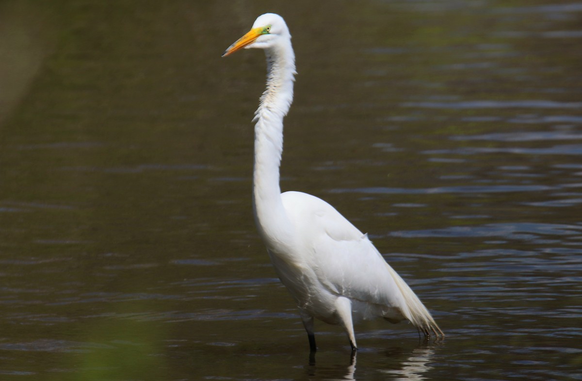eBird Checklist - 15 Apr 2025 - Lake Decatur--Hot Water Ditch - 1 species