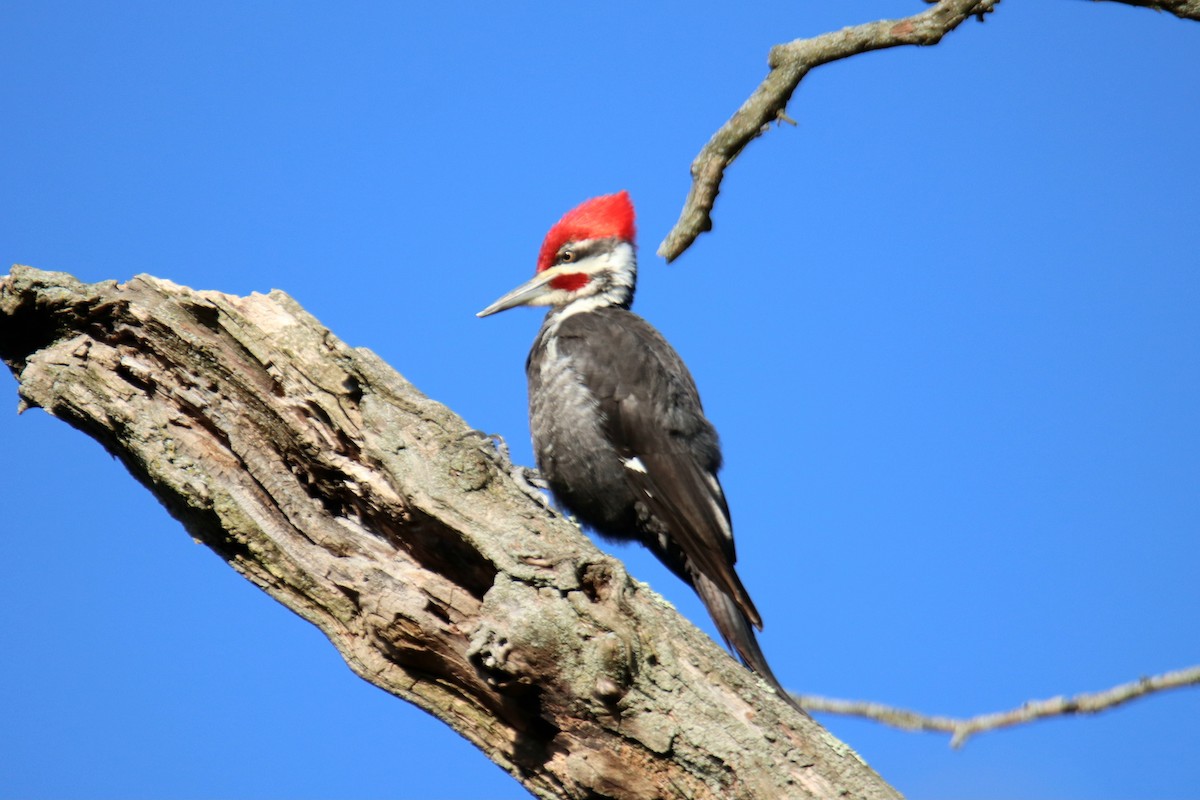 eBird Checklist - 16 Apr 2025 - Decatur Bike Trail--Fairview Park to ...
