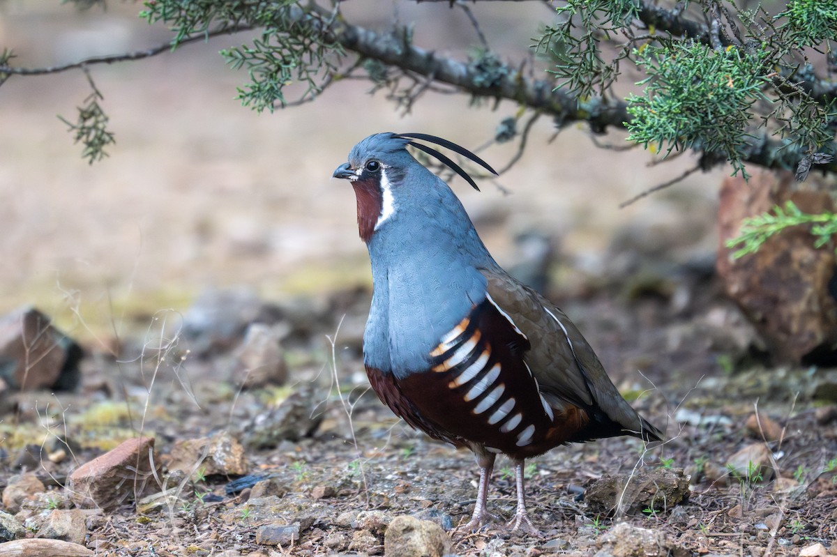 ML633889015 - Mountain Quail - Macaulay Library