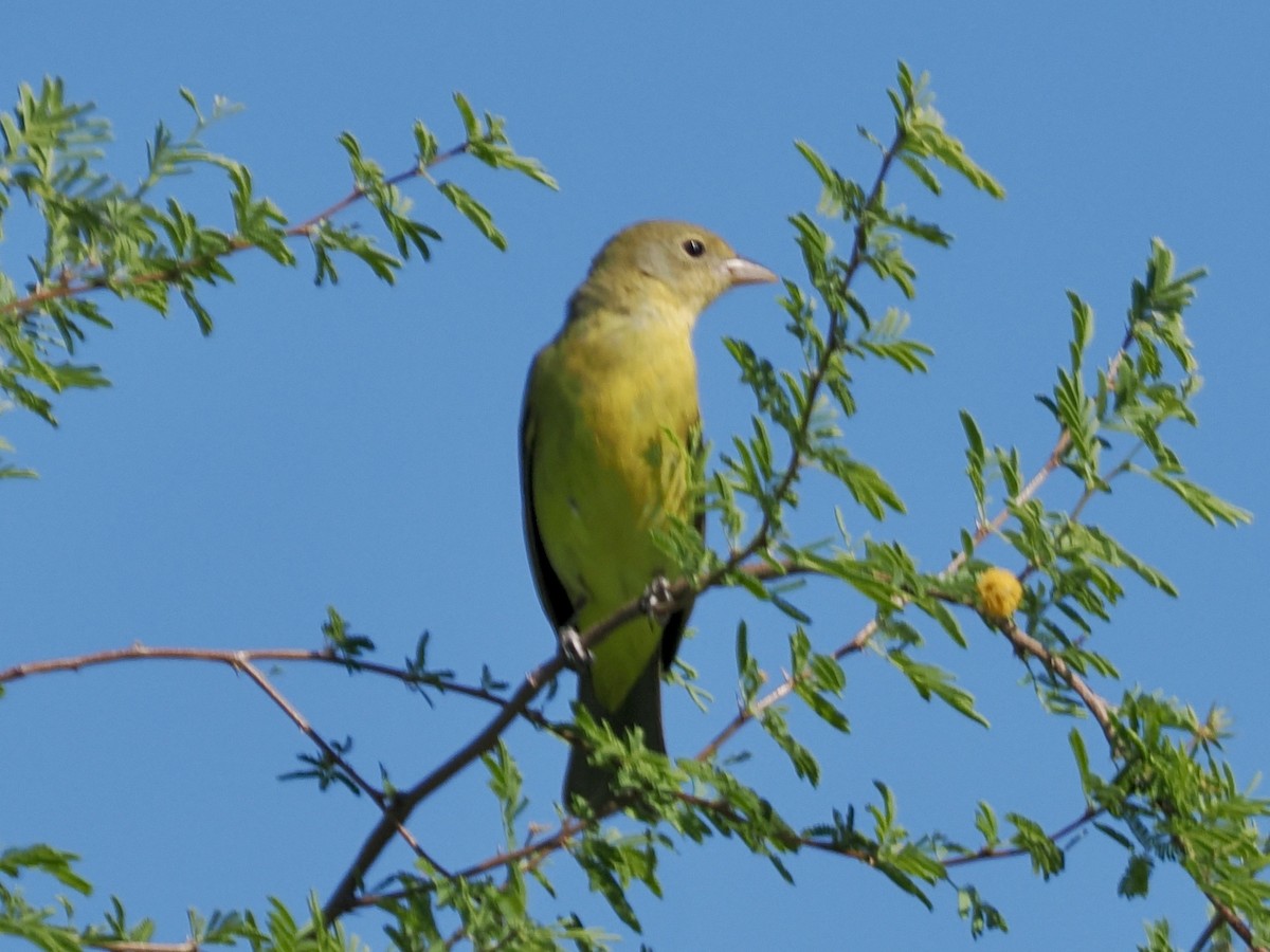 ML633889644 - Western Tanager - Macaulay Library
