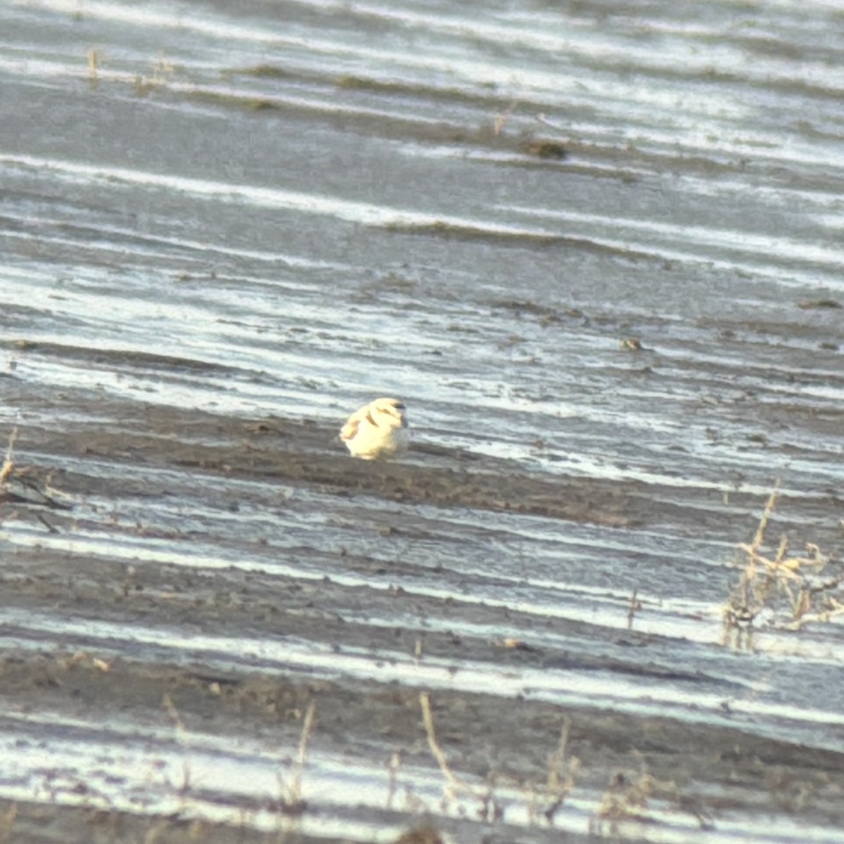 eBird Checklist - 16 Apr 2025 - Yolo Bypass Wildlife Area - 60 species