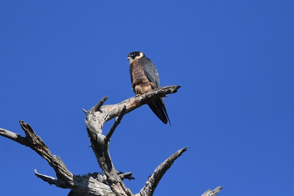 eBird Checklist - 17 Apr 2025 - Yarra Valley Trail--Coldstream to ...