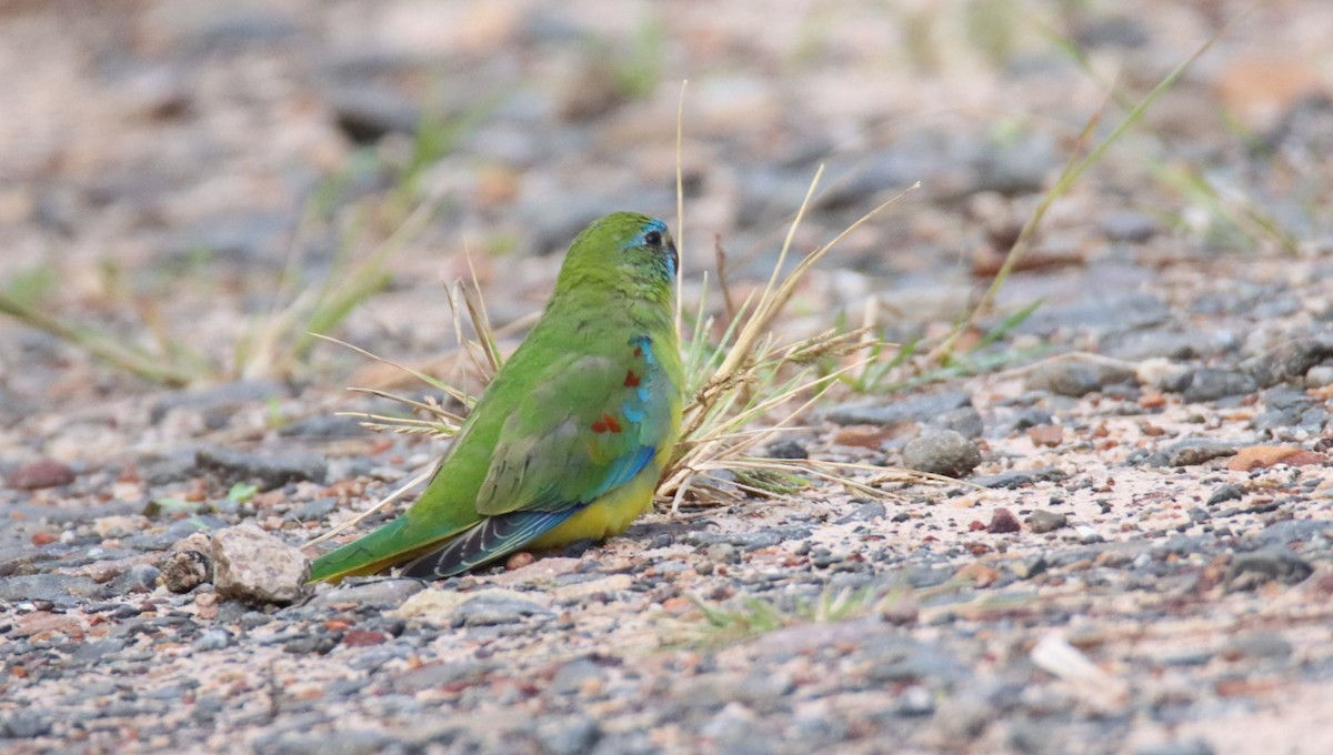 ML633895016 - Turquoise Parrot - Macaulay Library