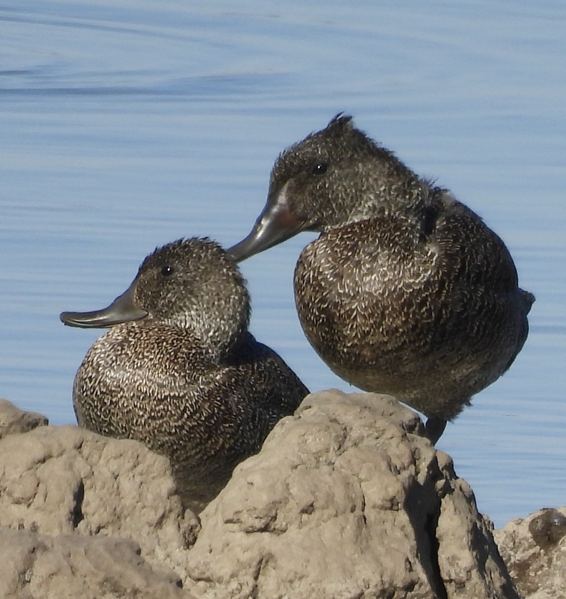 eBird Checklist - 17 Apr 2025 - Lake Learmonth Reserve - 24 species