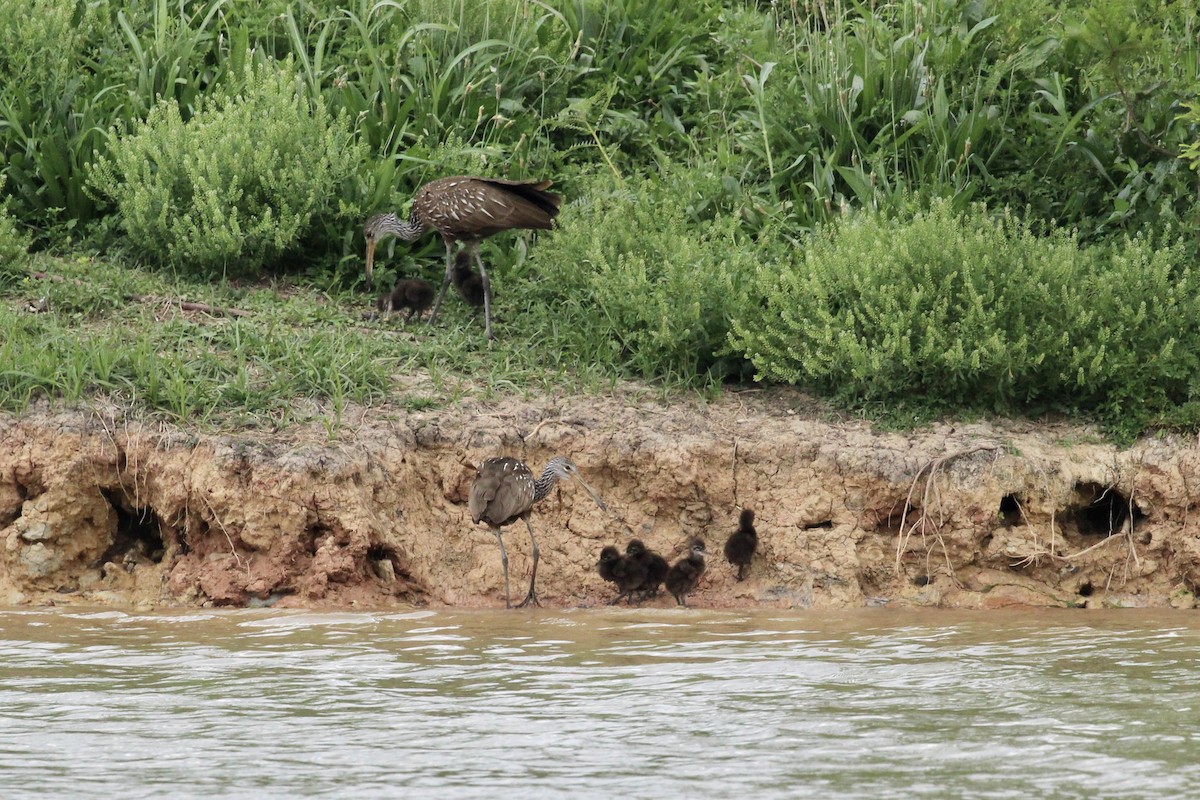 eBird Checklist - 16 Apr 2025 - Exploration Green--Phase 4 (S. of ...