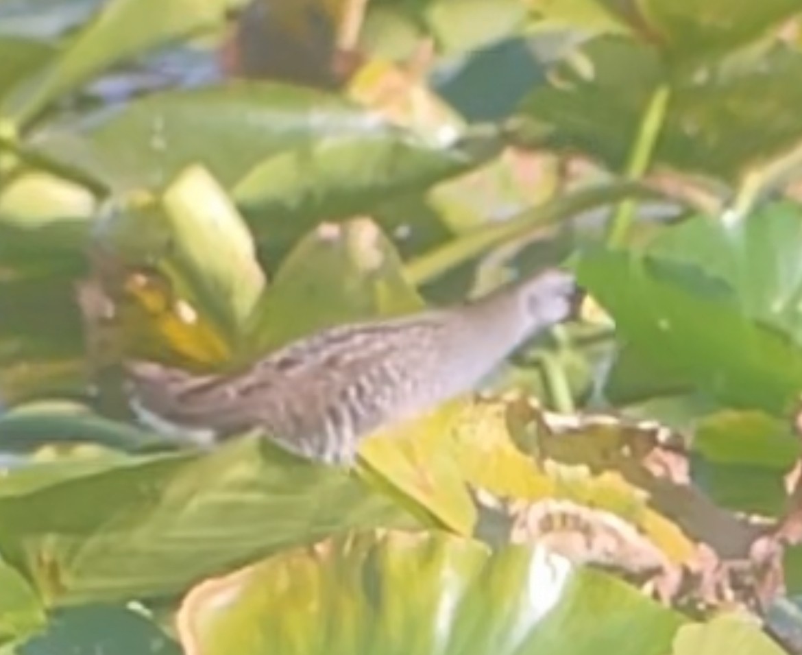 eBird Checklist - 17 Apr 2025 - Roosevelt Wetland - 36 species