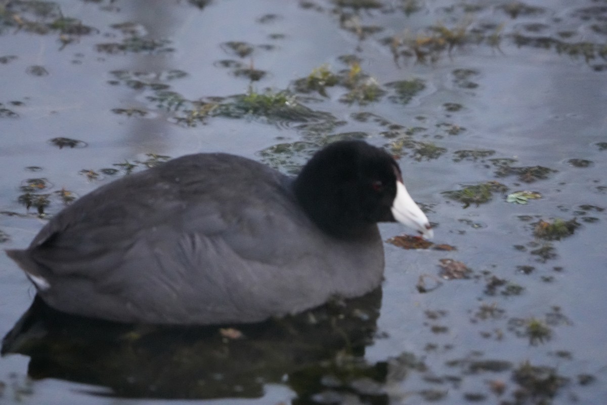 eBird Checklist - 17 Apr 2025 - Lake Woodruff NWR - 58 species