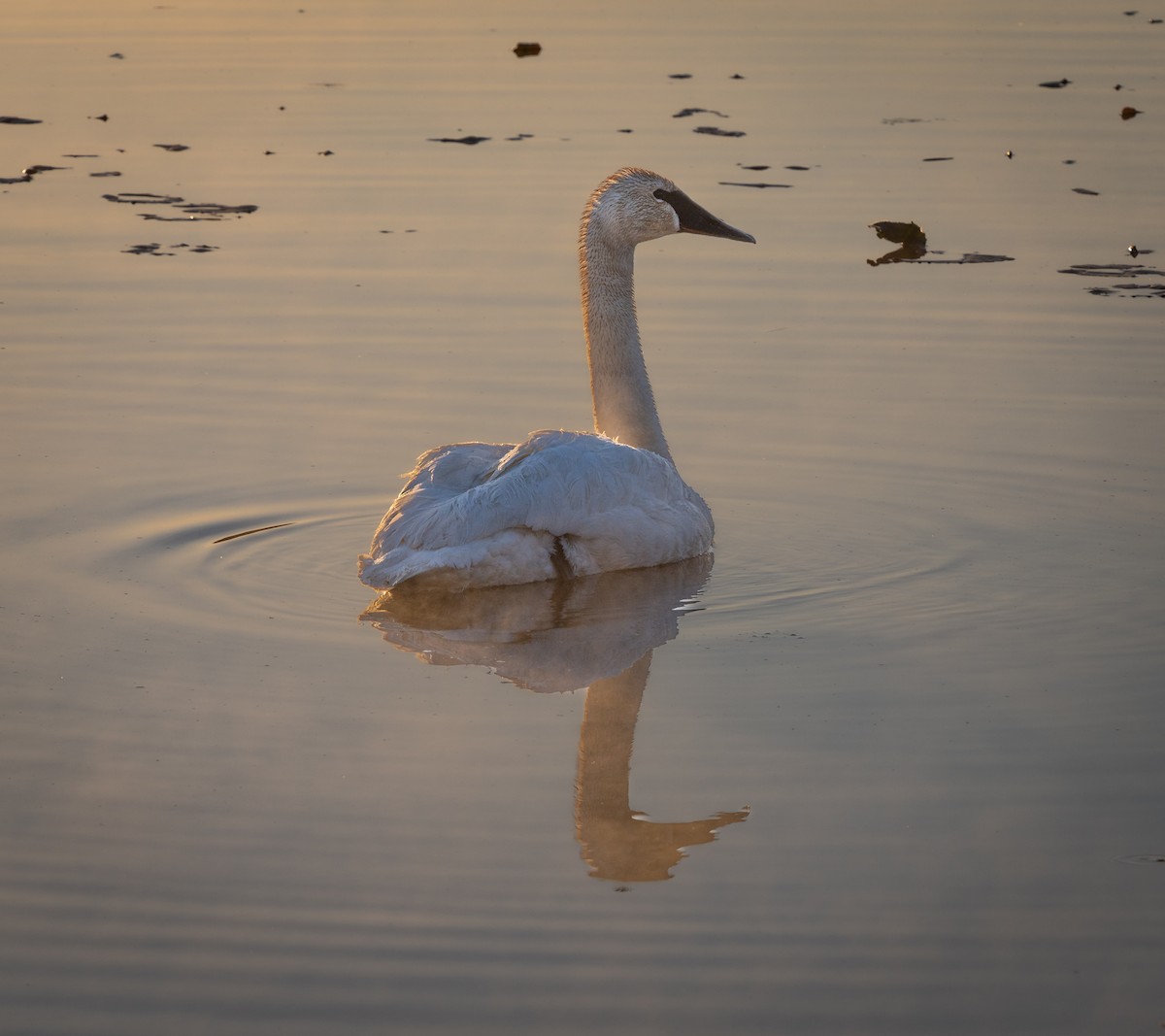 eBird Checklist - 17 Apr 2025 - Troy Wetlands - 36 species