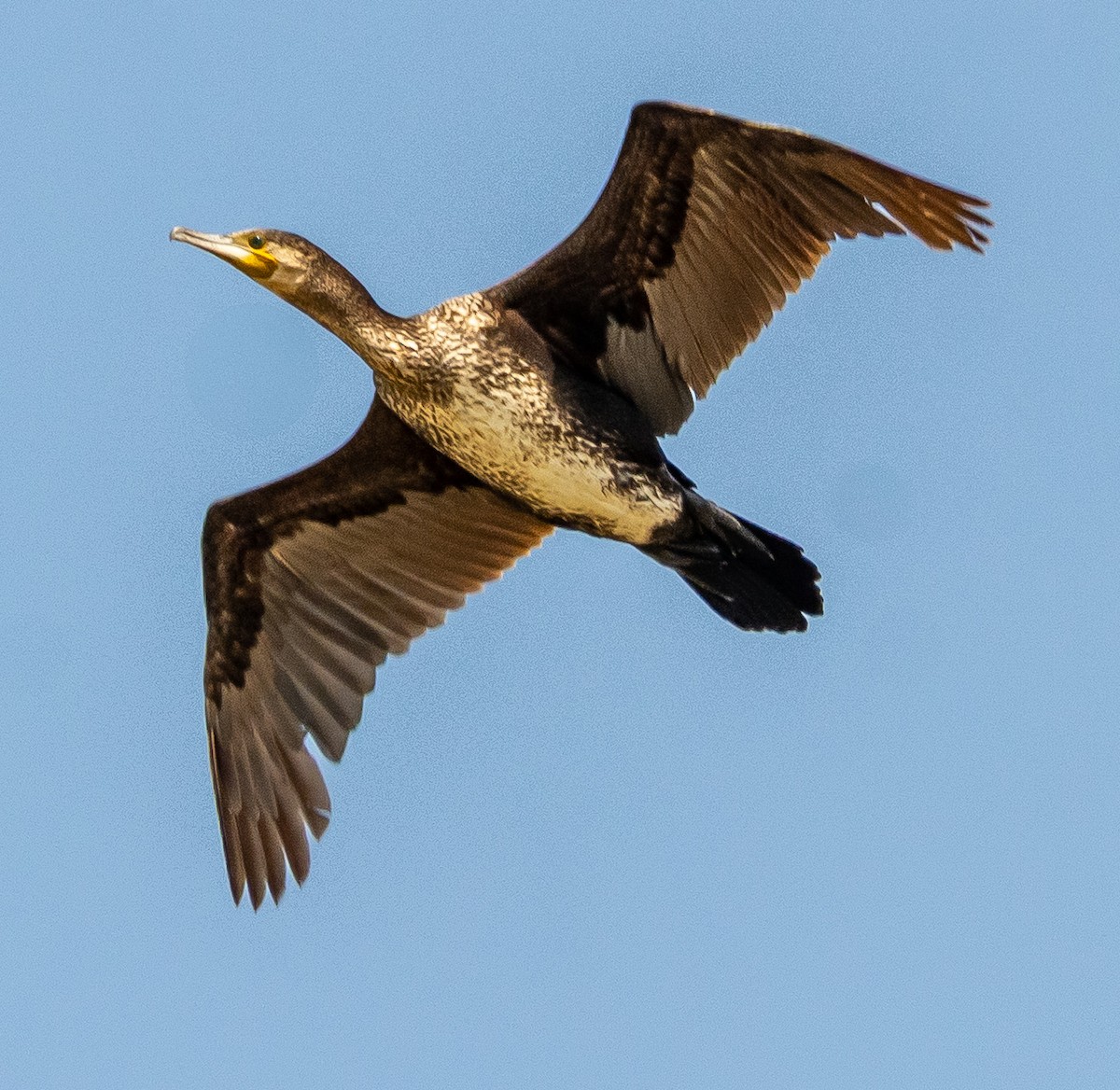 ML633905542 - Great Cormorant - Macaulay Library