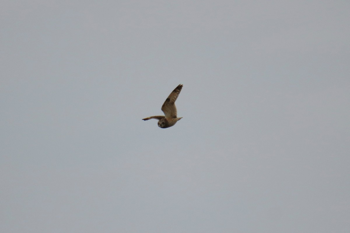 eBird Checklist - 17 Apr 2025 - Rock Springs Center (Macon Co.) - 1 species