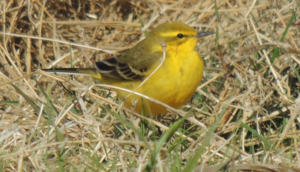 eBird Checklist - 17 Apr 2025 - East Chevington NWT NR - 38 species