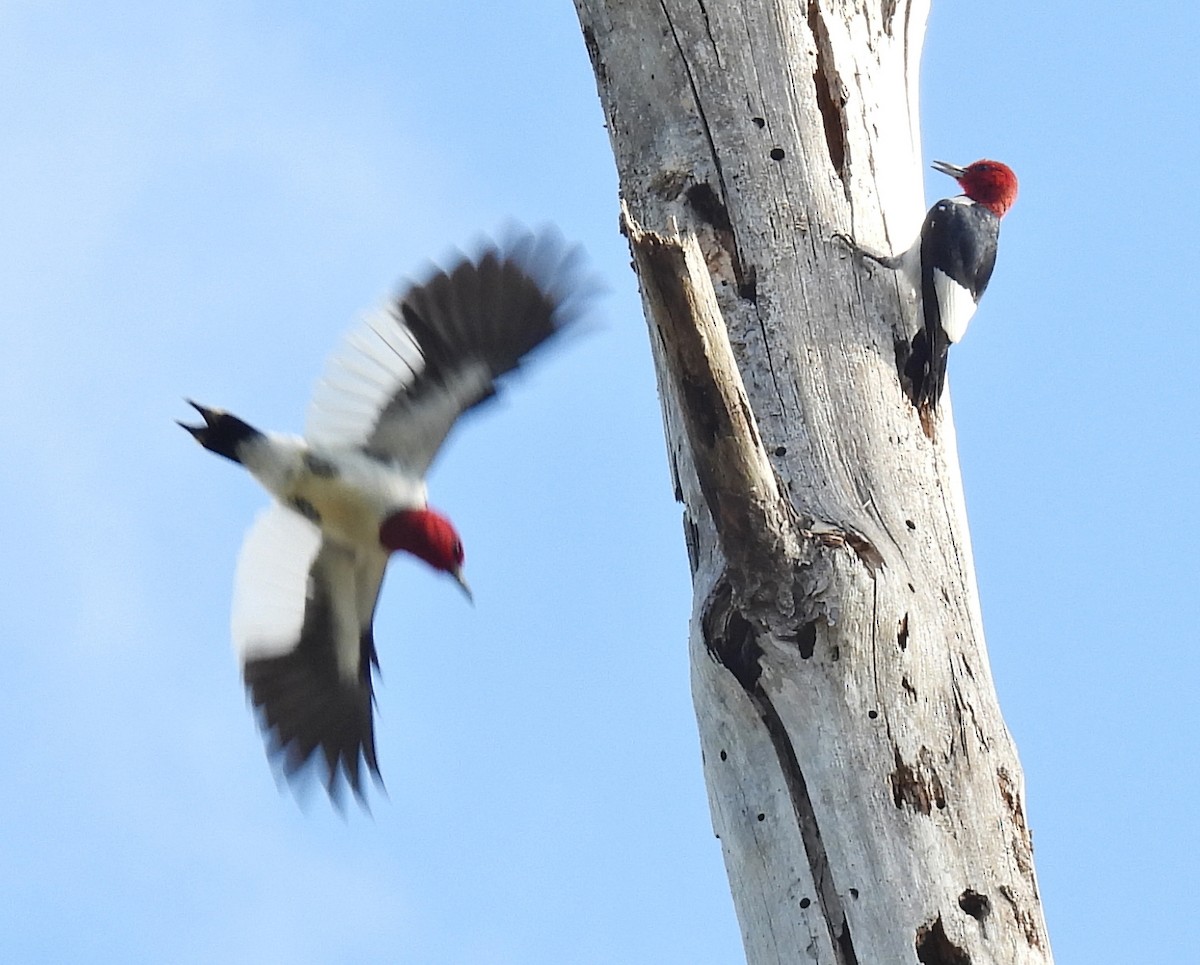 eBird Checklist - 17 Apr 2025 - Withlacoochee SF--Citrus Tract - 33 species