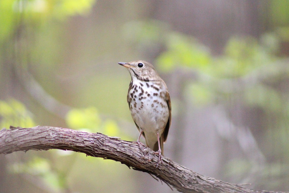 ML633917640 - Hermit Thrush - Macaulay Library