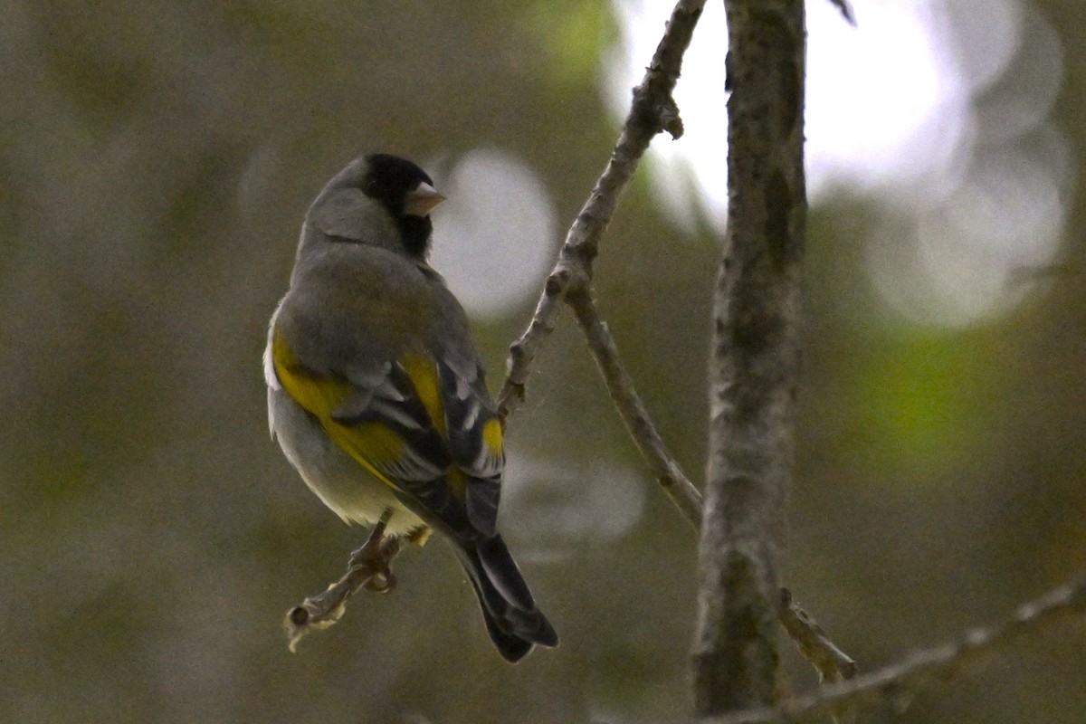 eBird Checklist - 17 Apr 2025 - Calero Creek Trail - 38 species