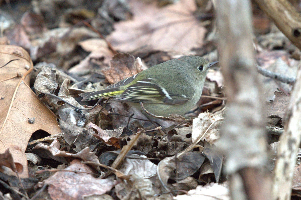 eBird Checklist - 16 Apr 2025 - Parker River NWR--Hellcat Boardwalk ...
