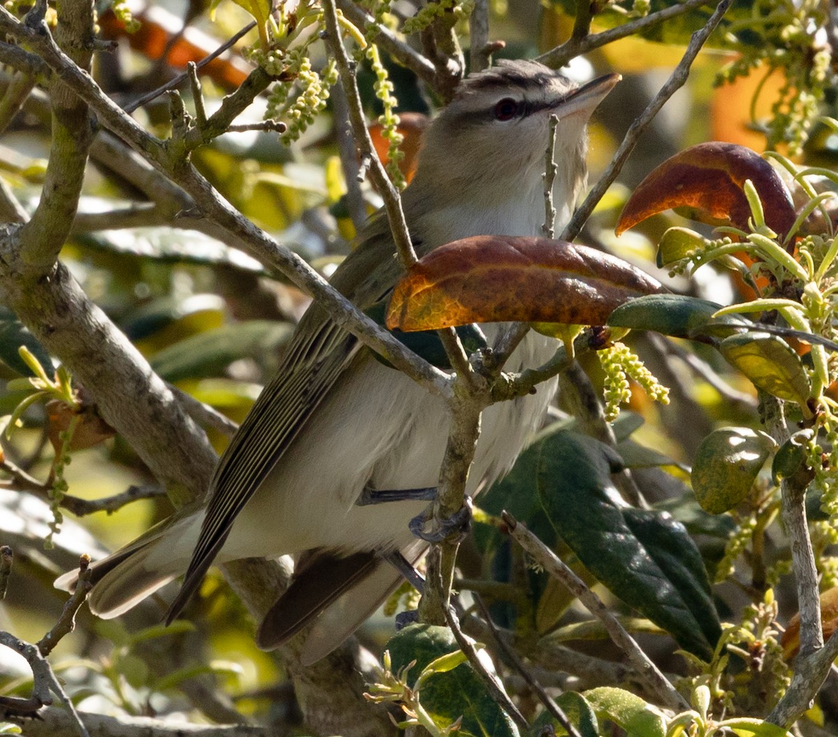 eBird Checklist - 16 Apr 2025 - Gulf Islands National Seashore--Fort ...