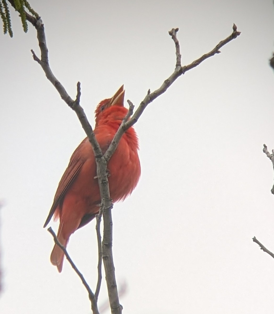 eBird Checklist - 17 Apr 2025 - Cameron Park - 21 species (+1 other taxa)