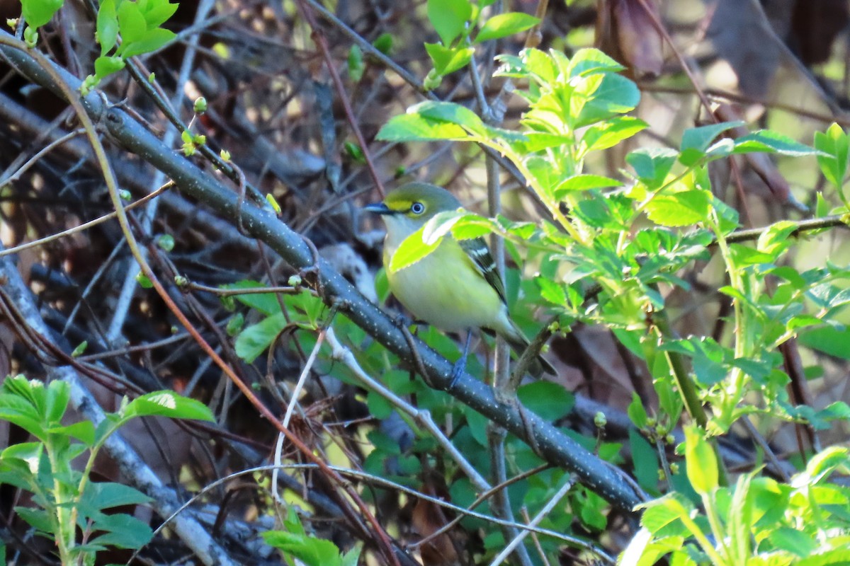 eBird Checklist - 17 Apr 2025 - Conowingo Park - 28 species