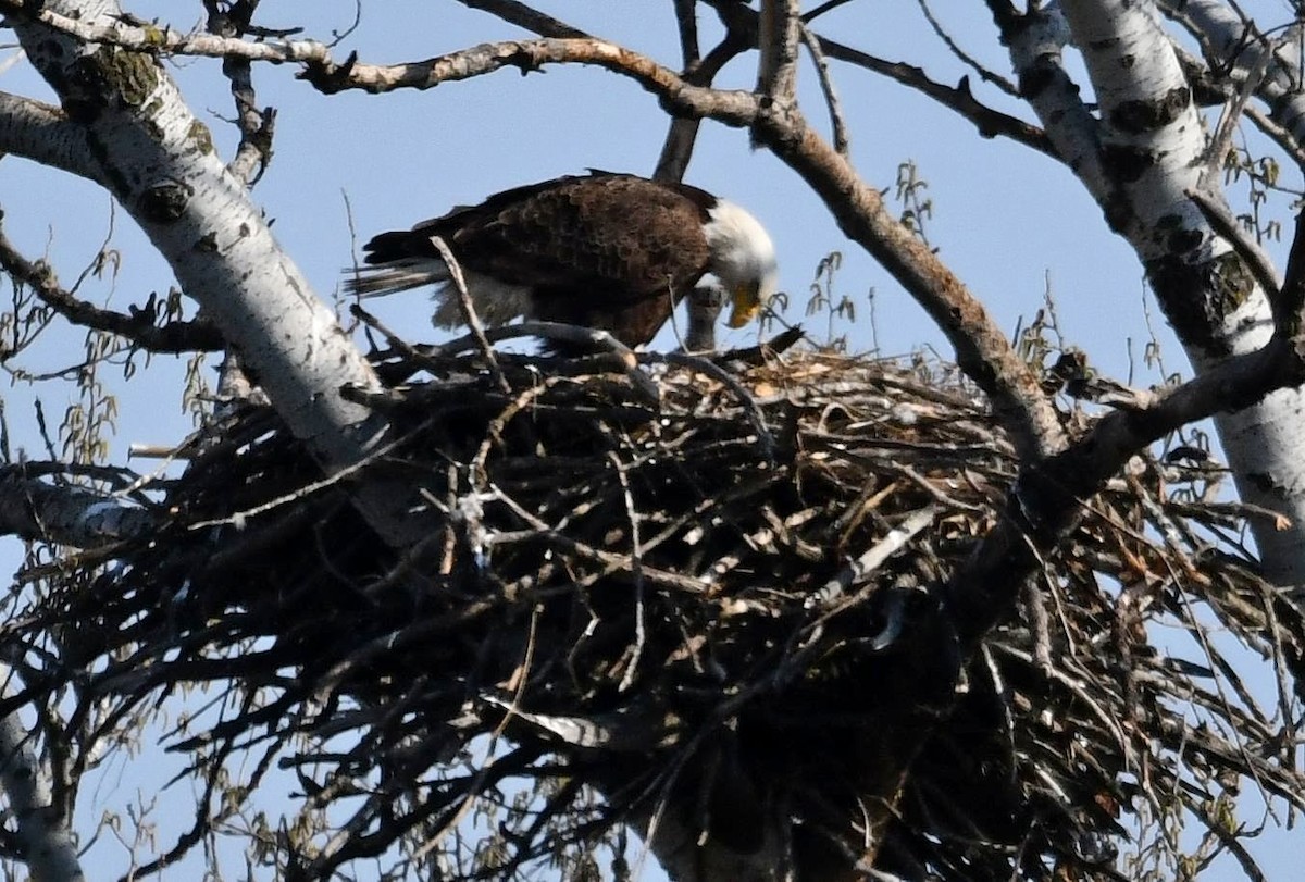 eBird Checklist - 12 Apr 2025 - Bald Eagle Nest in Orland Park, IL - 10 species