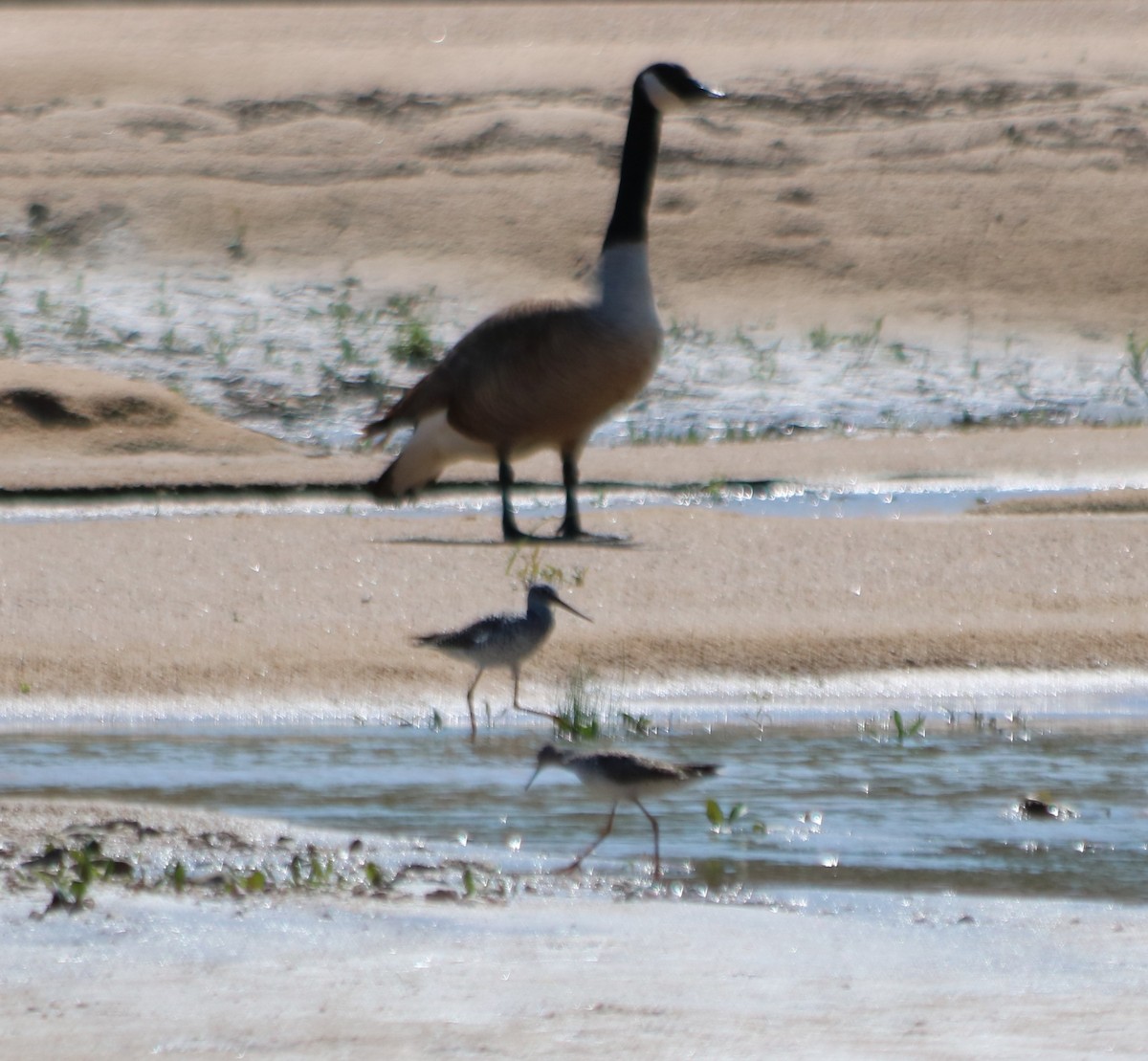eBird Checklist - 17 Apr 2025 - Boggs Landing - 21 species