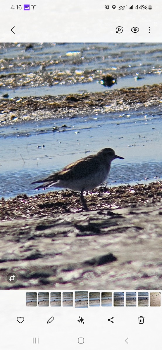 eBird Checklist - 17 Apr 2025 - Parker River NWR - 10 species