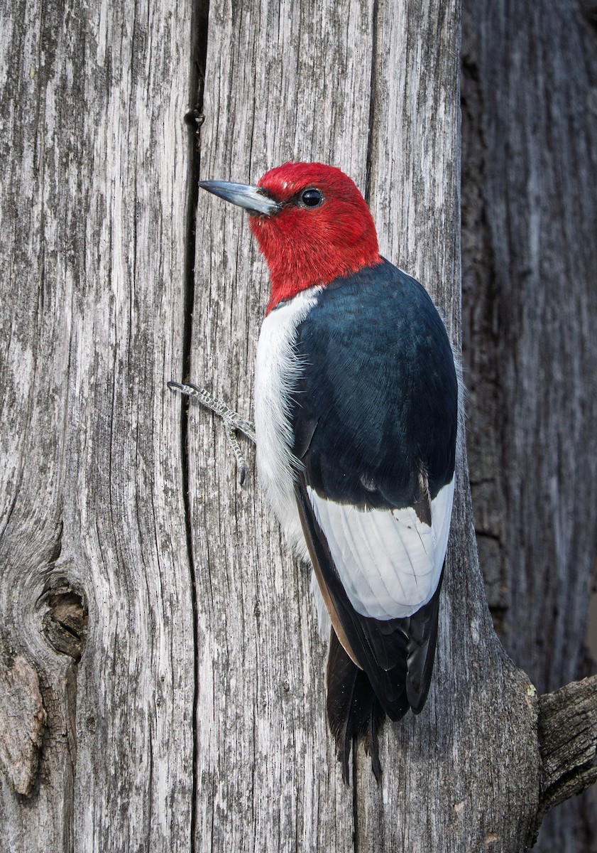 eBird Checklist - 17 Apr 2025 - Troy Wetlands - 23 species