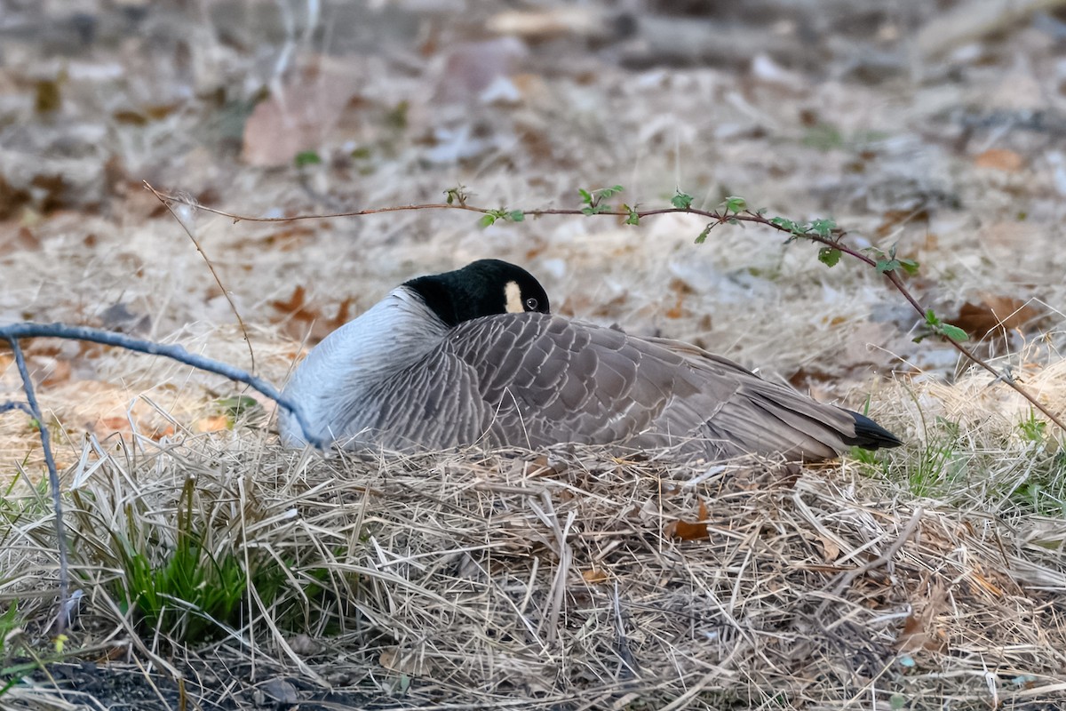 Pennsylvania Bird Atlas Checklist - 17 Apr 2025 - Coventry Woods Park ...