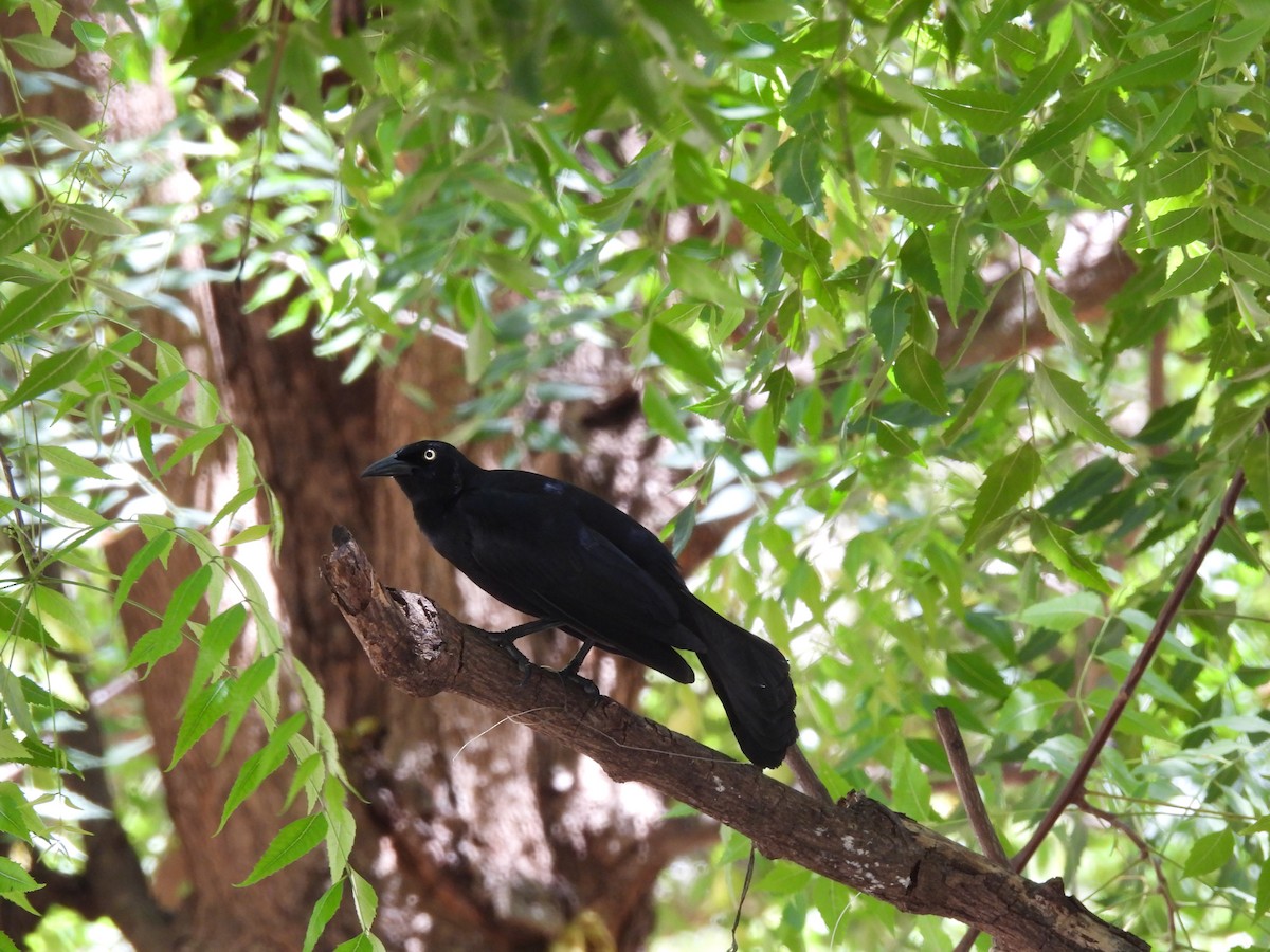 eBird Checklist - 16 Apr 2025 - Finca Higuaca - 12 species