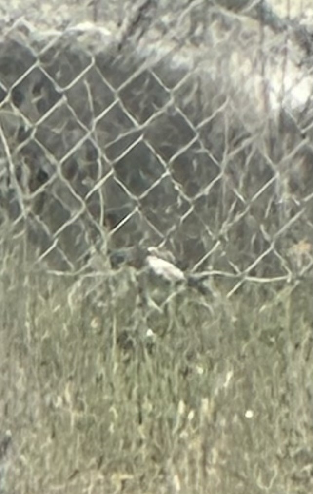 eBird Checklist - 17 Apr 2025 - Lake Travis--Bob Wentz Windy Point Pk ...