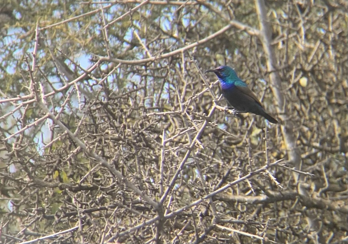 eBird Checklist - 2 Mar 2025 - Alon Shvut אלון שבות - 28 species