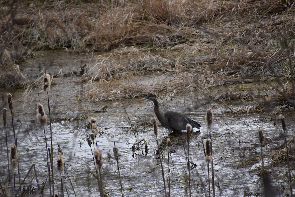 eBird Checklist - 12 Apr 2025 - Little Spokane River NA--Indian Painted ...