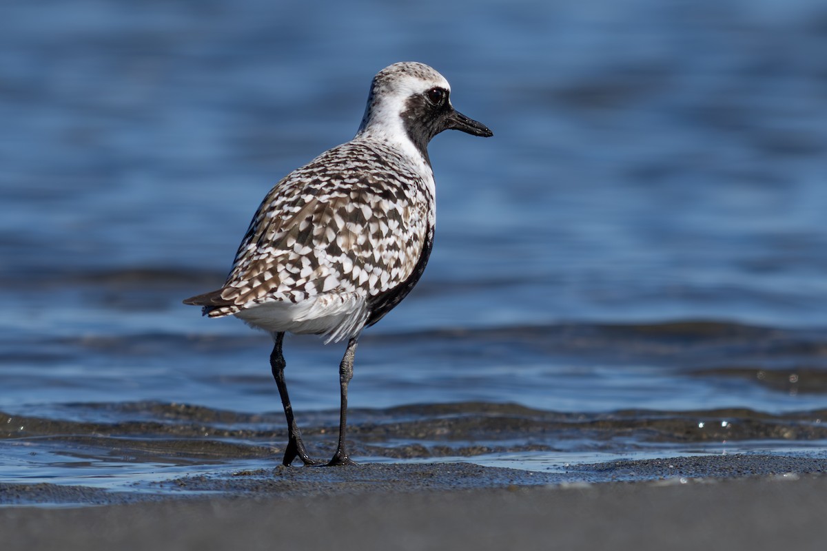 eBird Checklist - 17 Apr 2025 - East Beach Park, Marrowstone Island ...