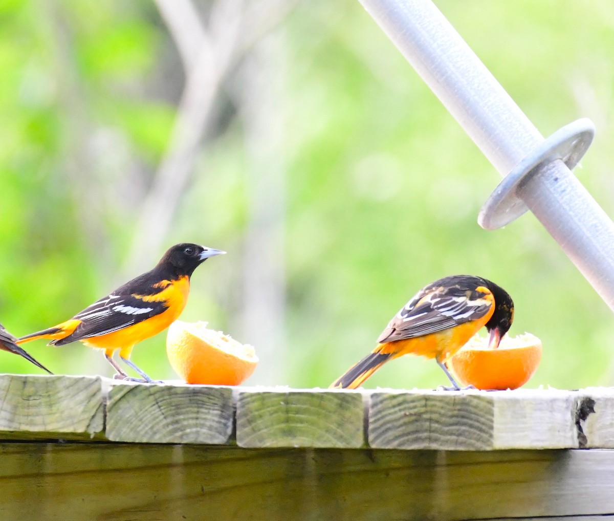 eBird Checklist - 17 Apr 2025 - Peveto Woods--Baton Rouge Audubon ...