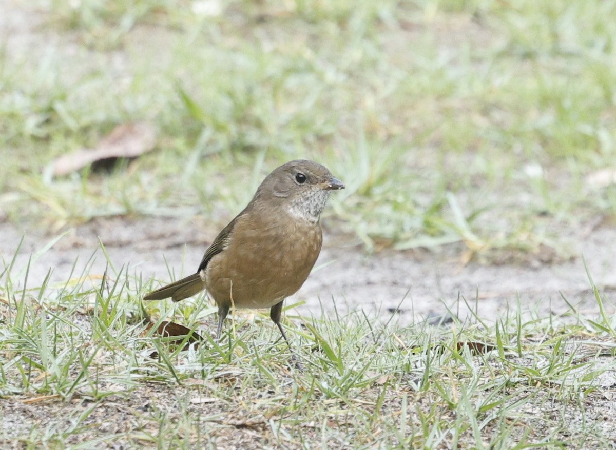 eBird Checklist - 17 Apr 2025 - Shallow Inlet at Lester Rd - 10 species