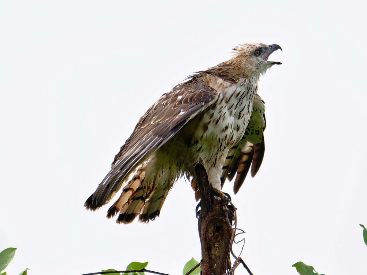 ML633951964 - Changeable Hawk-Eagle - Macaulay Library