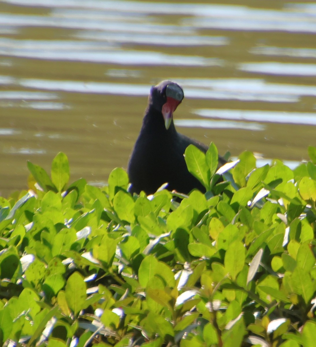 eBird Checklist - 18 Apr 2025 - Walker's Ferry Rd. Cove - 40 species